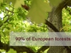 White Leaved Oak – Malvern | Save Our Forests | Save Our Woods (SoW)