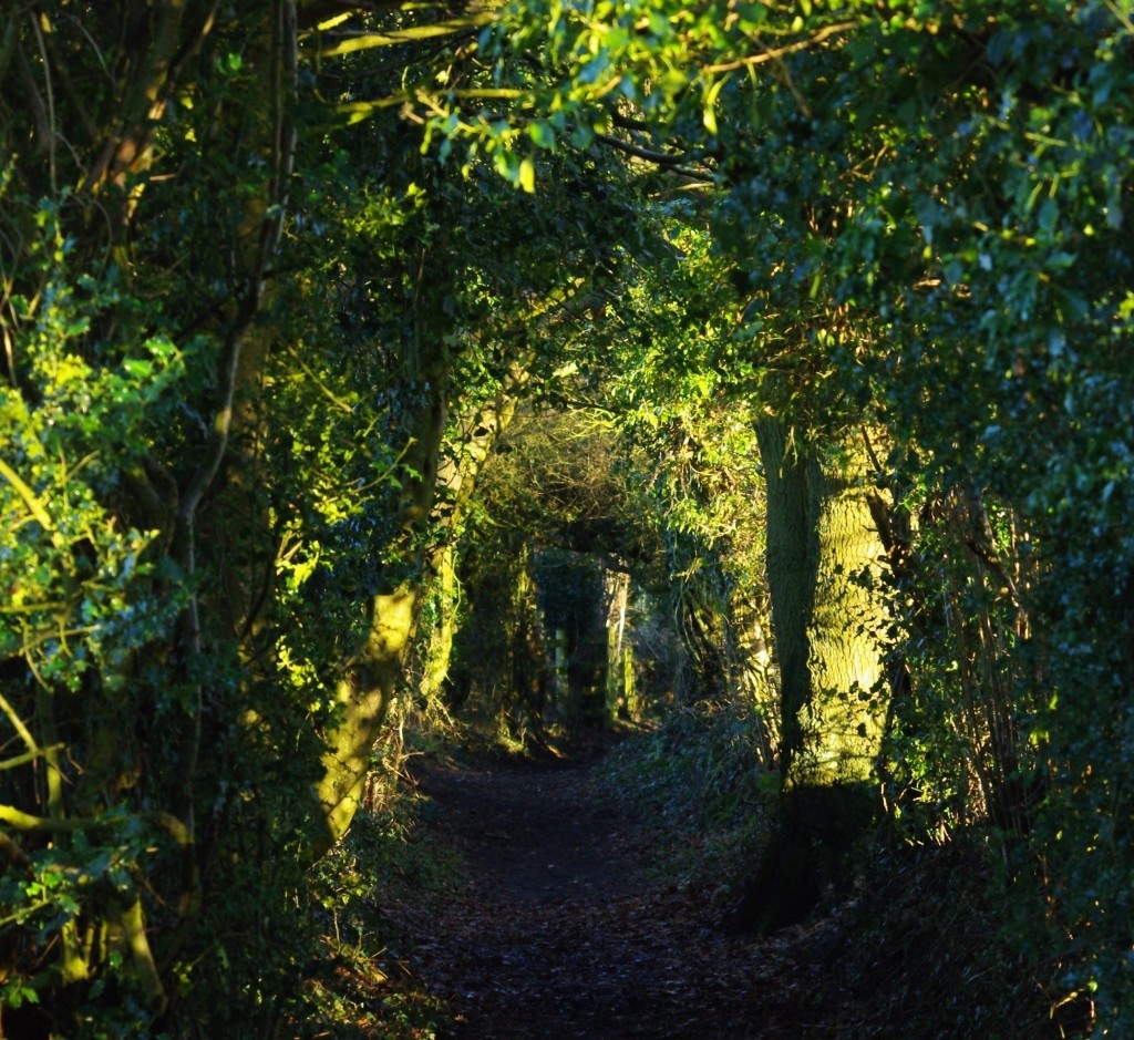 Public Ownership of our forests and woodlands | Save Our Woods (SoW)